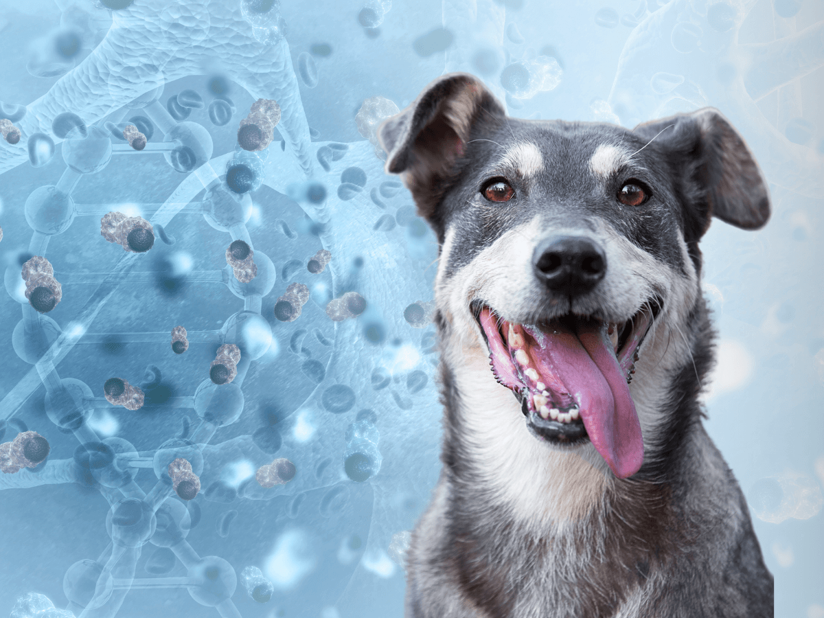 Harnessing the Power of NAD+ and Senolytics for Dogs | Leap Years ...