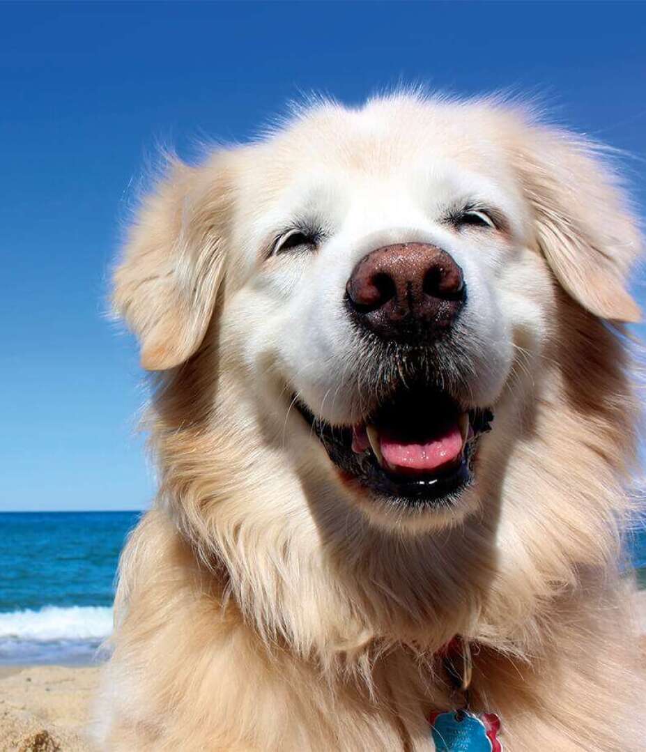 Leap Years Supplement | Changing Aging in Dogs | Cellular Health System