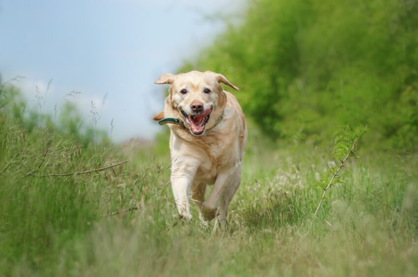 NAD | NAD+ | NAD+ to NADH | NAD For Dogs