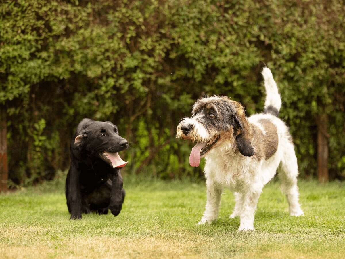Old Dog vs Senior Dog – What is the Difference? | Leap Years Supplement ...