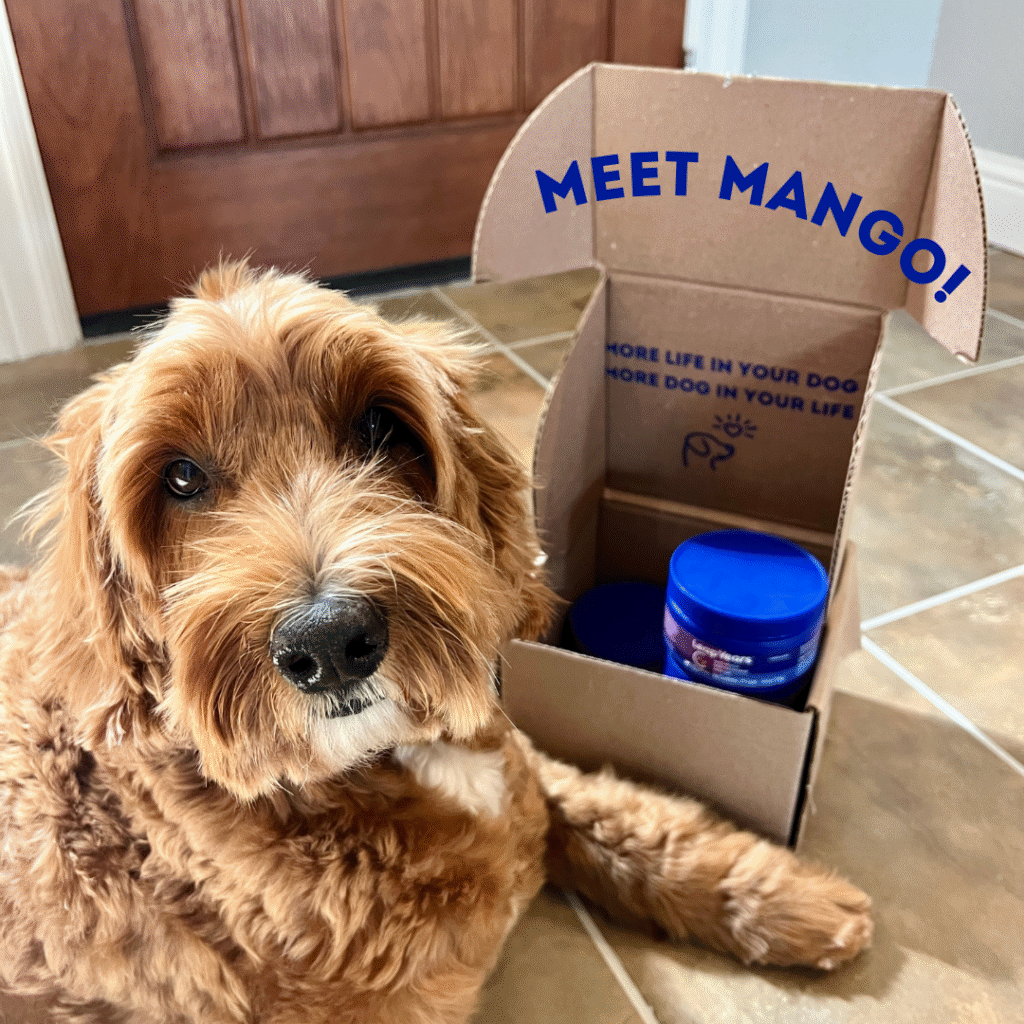 Labradoodle Legends: Mango and Abby’s Story