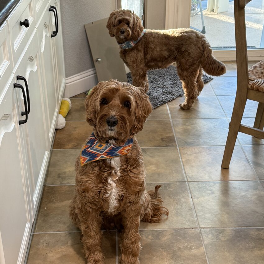 Labradoodle Legends: Mango and Abby’s Story