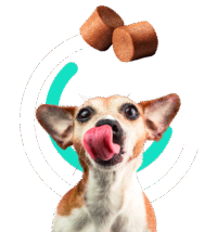 NAD | NAD+ | NAD+ to NADH | NAD For Dogs